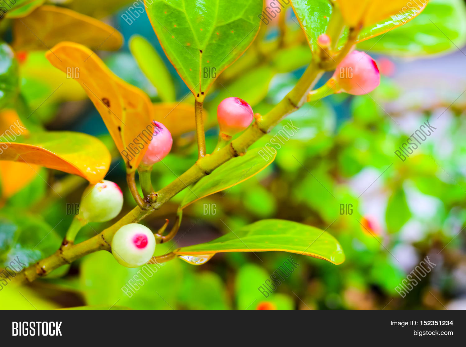 Ficus Deltoidea, Image & Photo (Free Trial) | Bigstock
