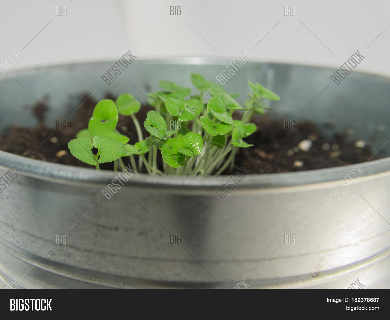 Basil Sprouts, That Image & Photo (Free Trial) | Bigstock