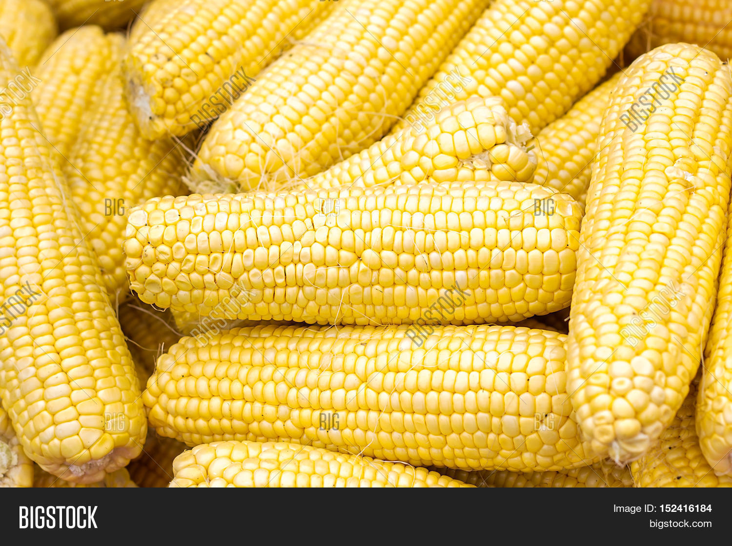 Fresh Corn On Cobs Image & Photo (Free Trial) | Bigstock
