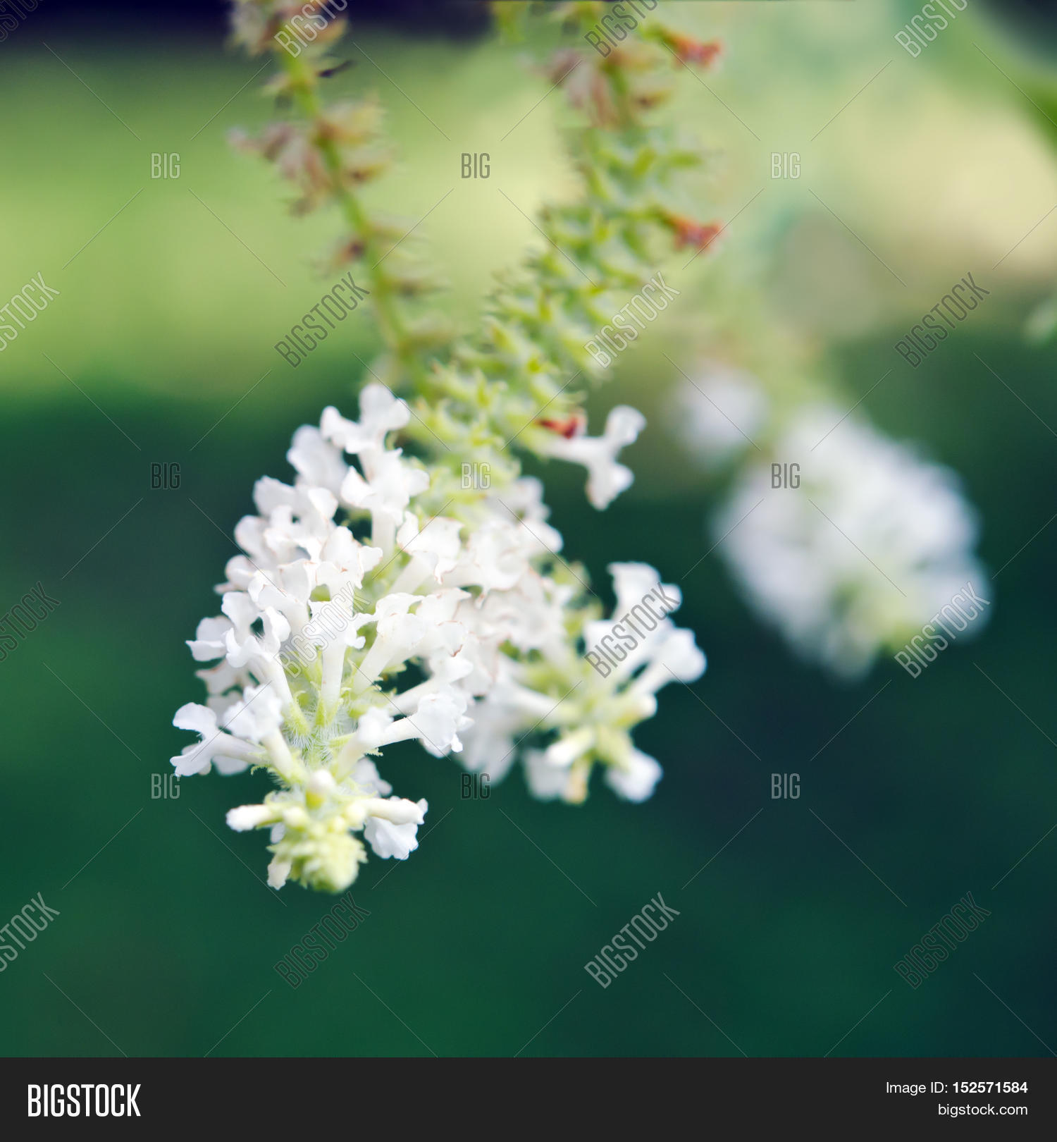Butterfly Bush White Image & Photo (Free Trial) | Bigstock
