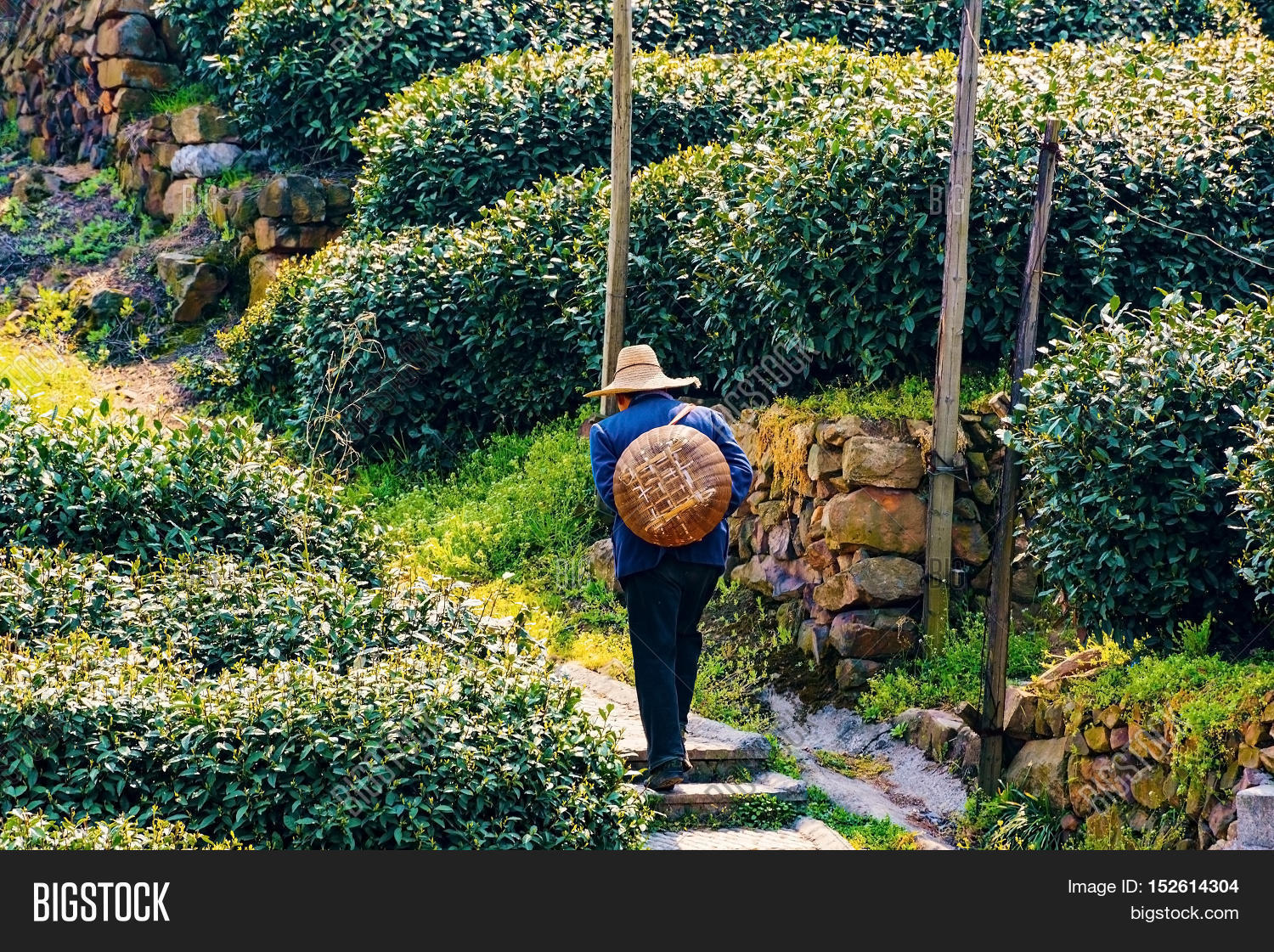 Chinese Tea Farmer Image & Photo (Free Trial) | Bigstock