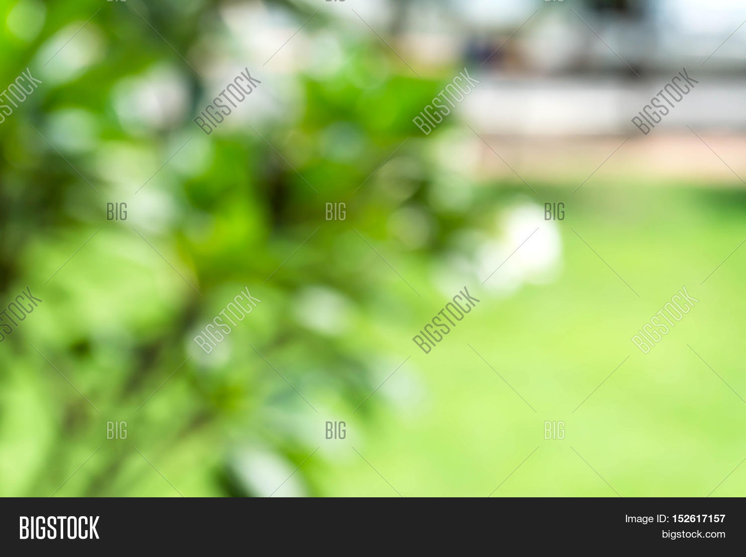 Blurred Tree Bokeh Image & Photo (Free Trial) | Bigstock
