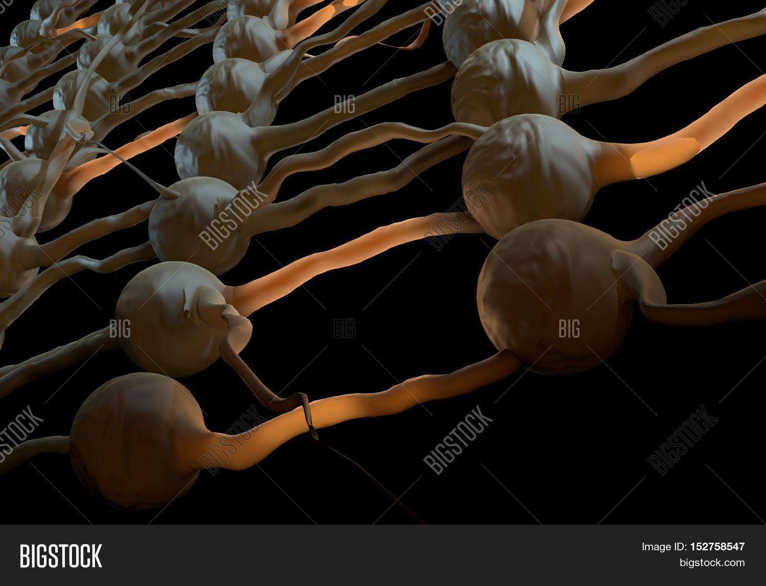 Neural Net. Neuron Image & Photo (Free Trial) | Bigstock