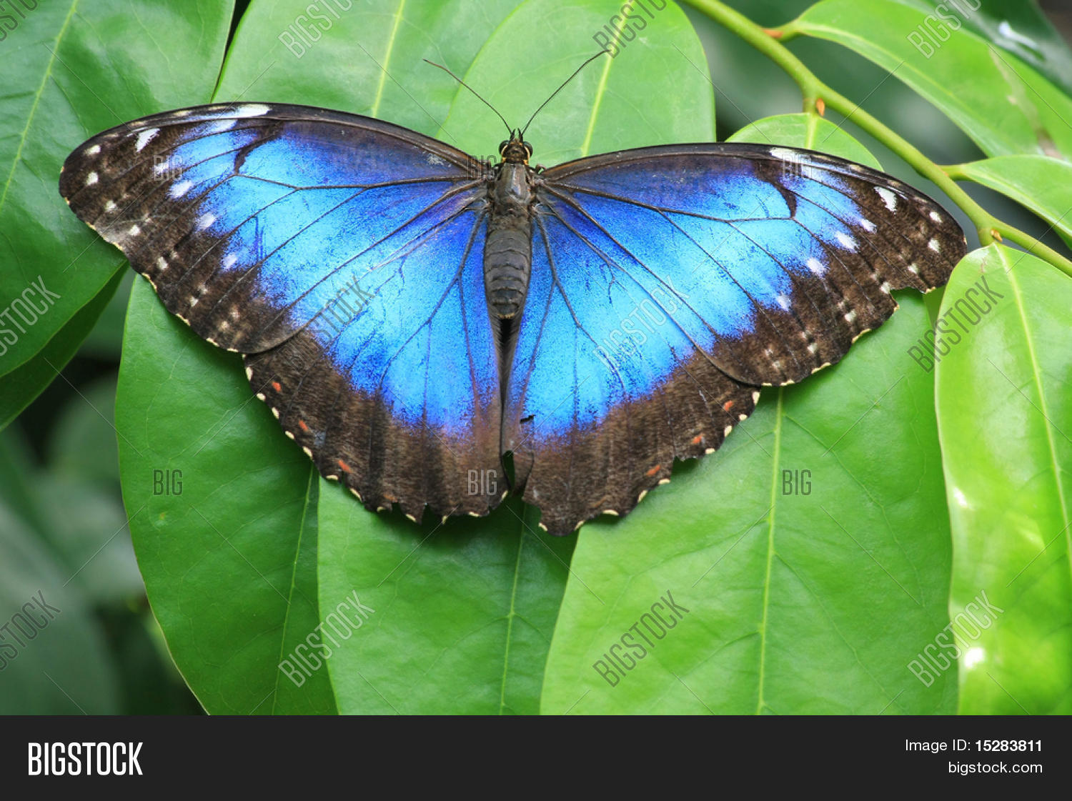 Blue Morpho Butterfly Image & Photo (Free Trial) | Bigstock