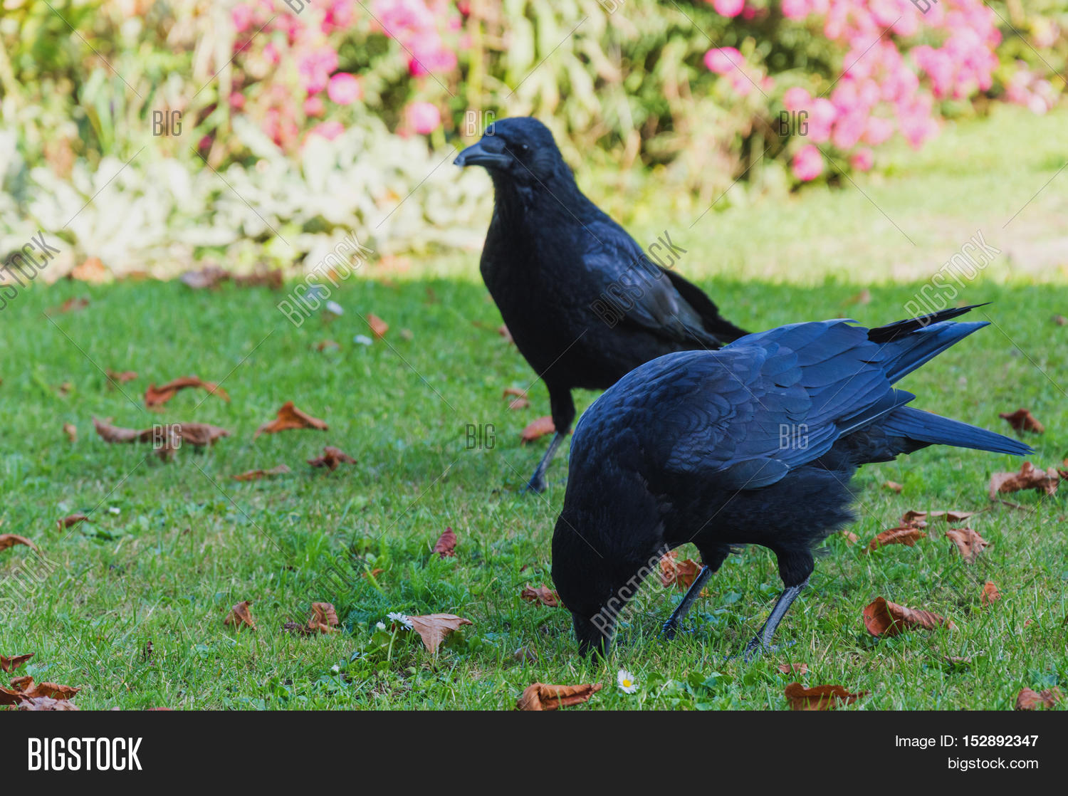Two Common Ravens Image & Photo (Free Trial) | Bigstock