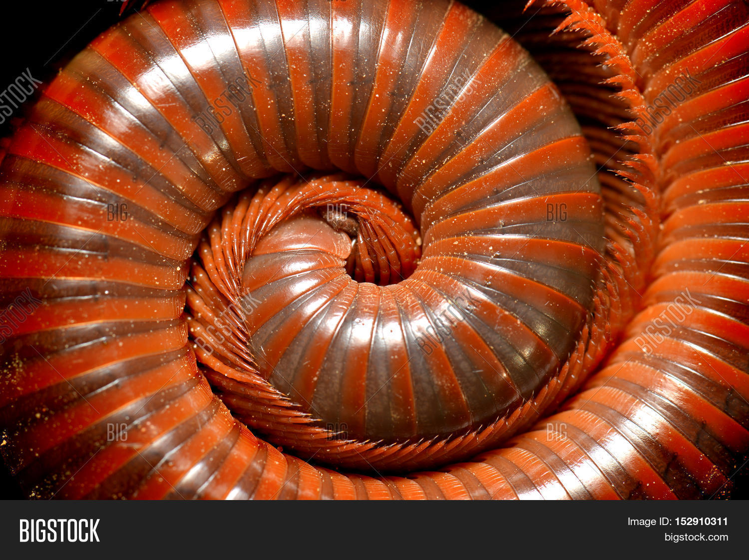 Texture Millipede Image & Photo (Free Trial) | Bigstock