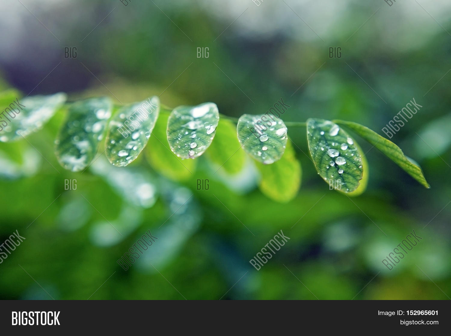 Dew Drops On Leaves. Image & Photo (Free Trial) | Bigstock