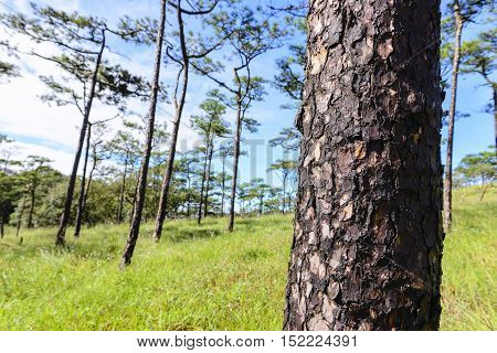 Close Trunk Pine Tree. Image & Photo (Free Trial) | Bigstock