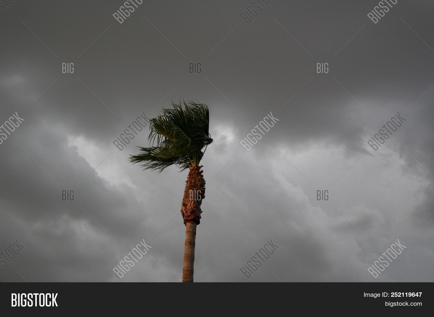 Wind Blowing Trees Storm