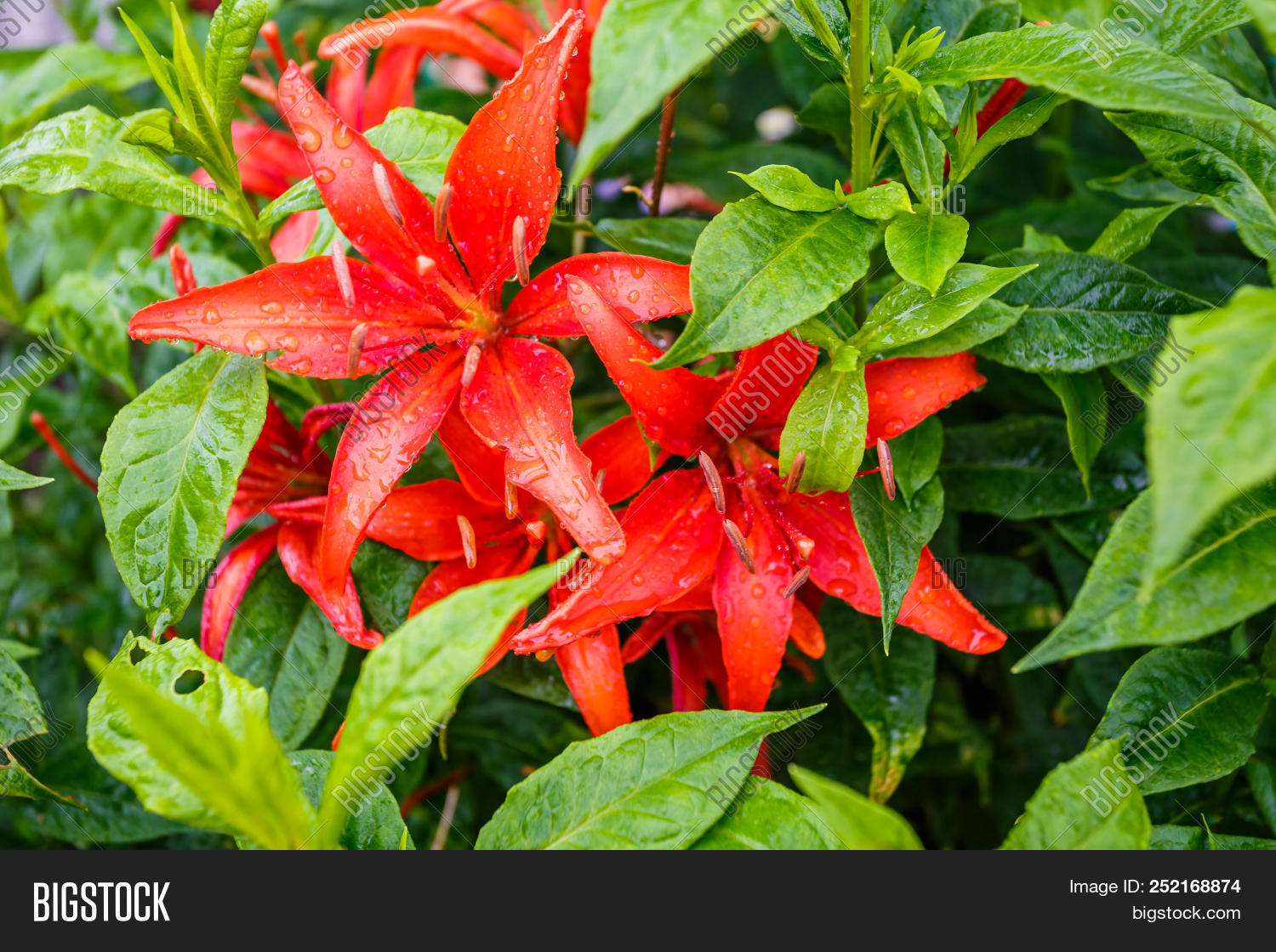 Wild Red Tiger Lilies Image & Photo (Free Trial) | Bigstock