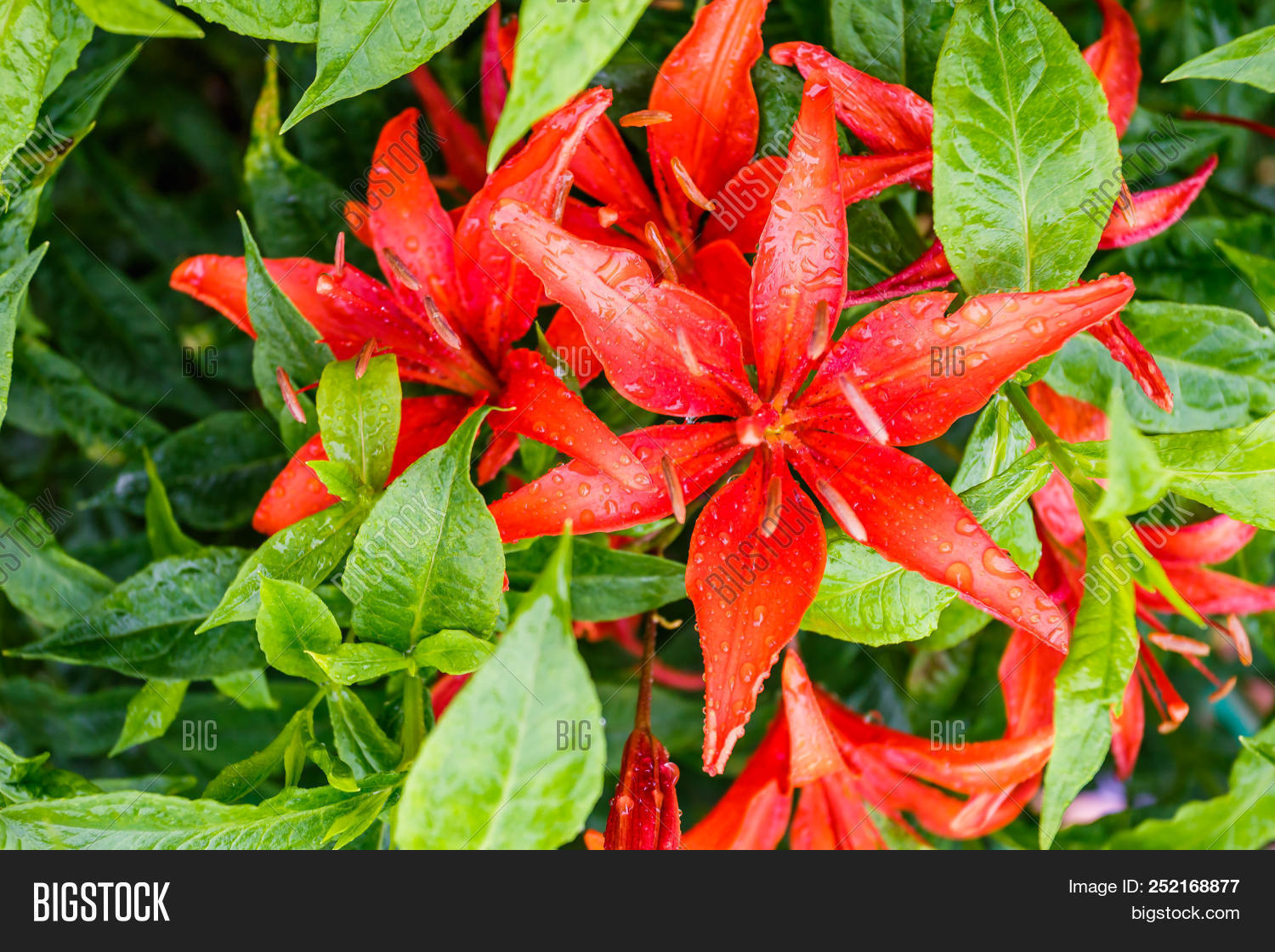 Wild Red Tiger Lilies Image & Photo (Free Trial) | Bigstock
