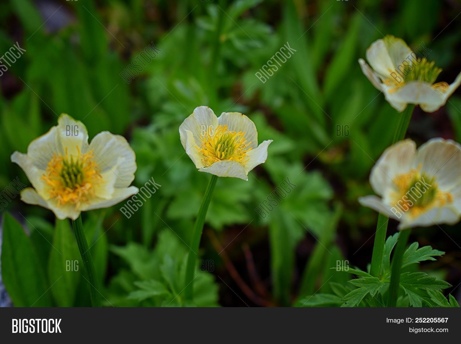 Tiny Wildflowers, Image & Photo (Free Trial) | Bigstock