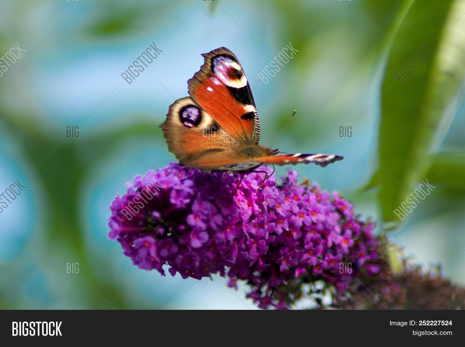 European Peacock Image & Photo (Free Trial) | Bigstock