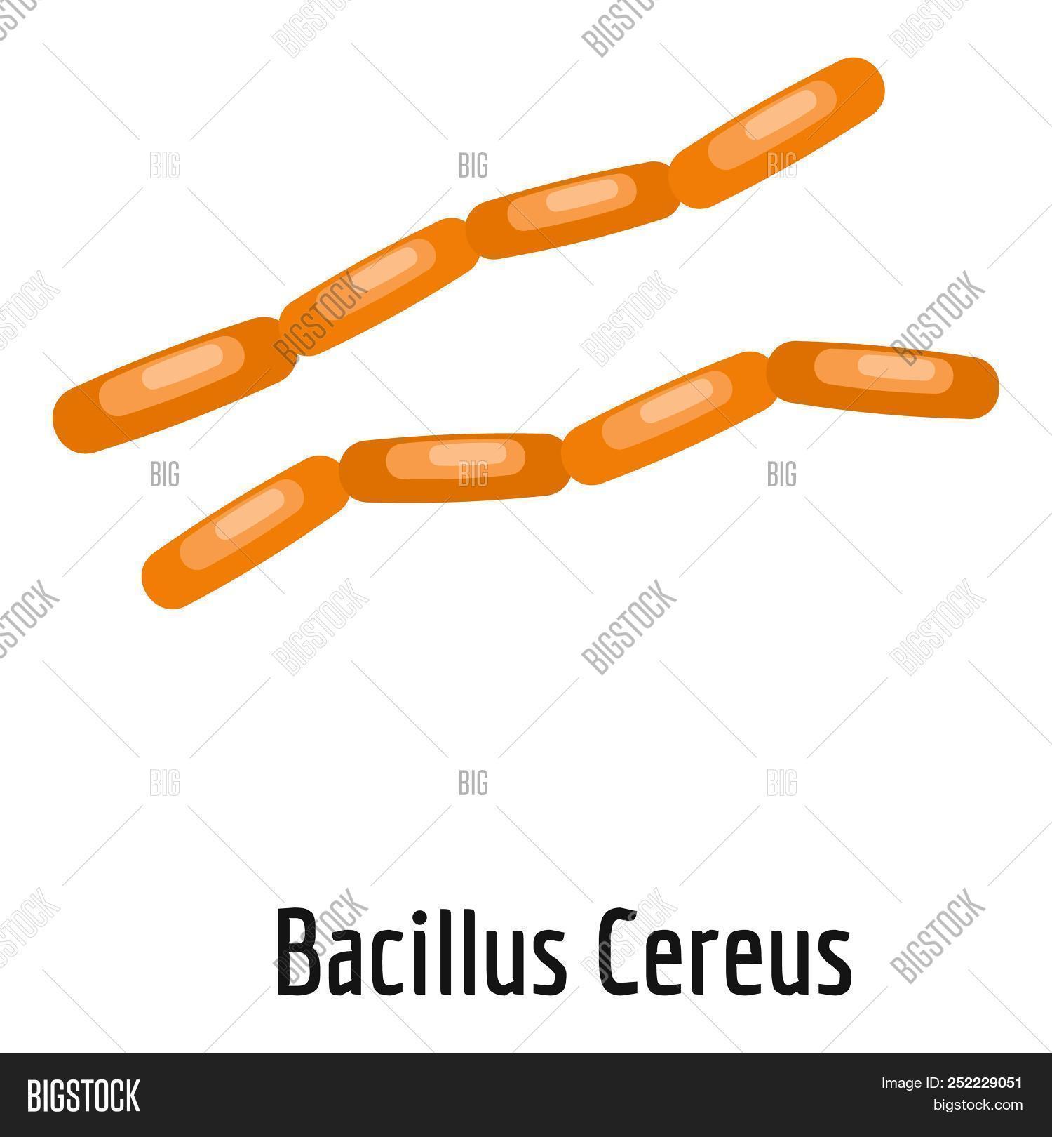 Bacillus Cereus Icon. Image & Photo (Free Trial) | Bigstock