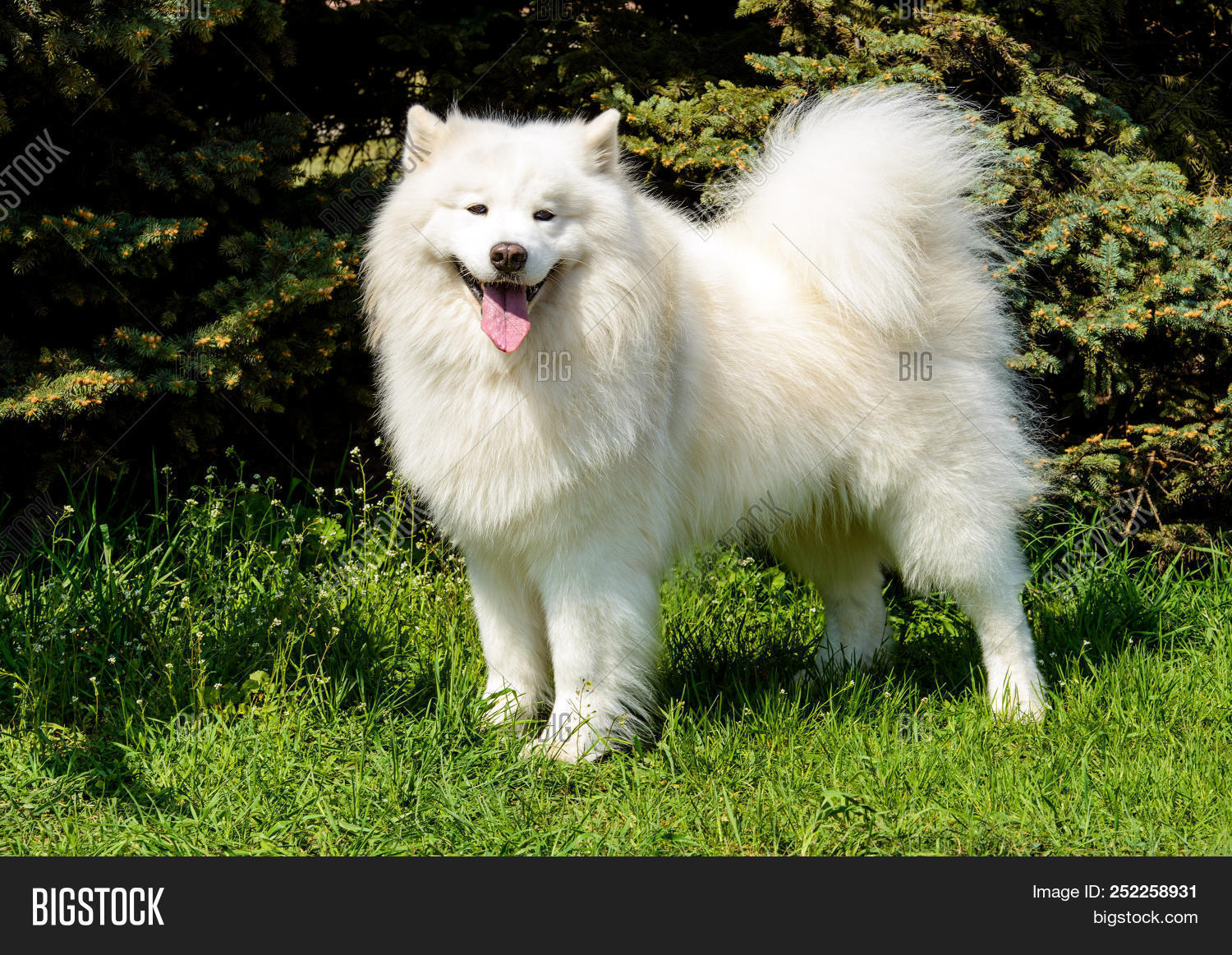 Samoyed Looks Camera. Image & Photo (Free Trial) | Bigstock