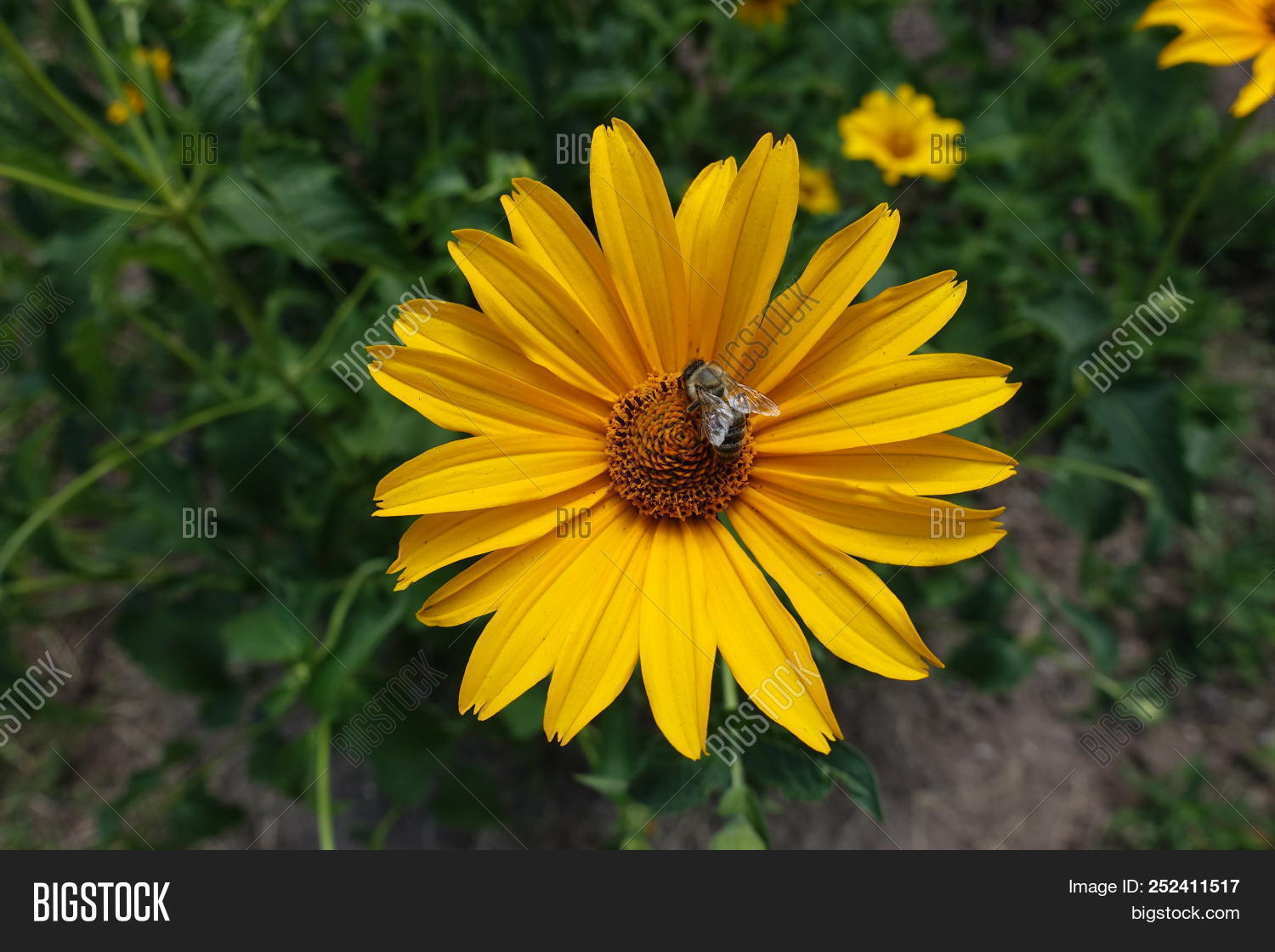Bee Pollinating Yellow Image & Photo (Free Trial) | Bigstock