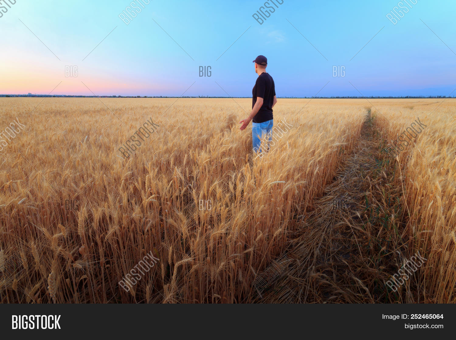 Man Wheat Field Sunset Image & Photo (Free Trial) | Bigstock