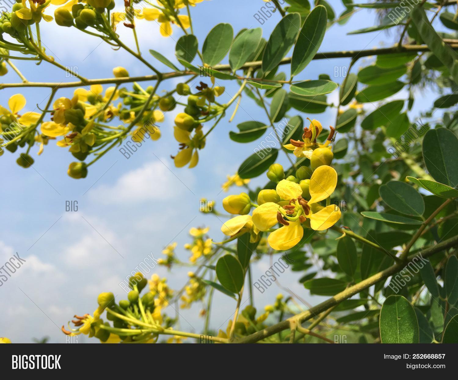 Close Yellow Senna Image & Photo (Free Trial) | Bigstock