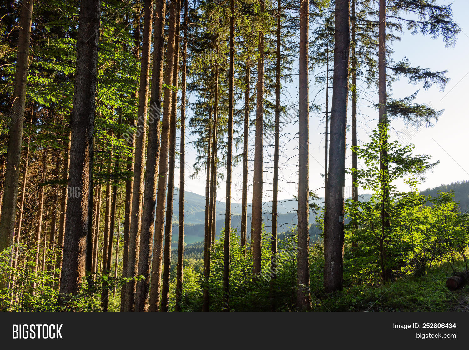 Bright Green Forest Image & Photo (Free Trial) | Bigstock