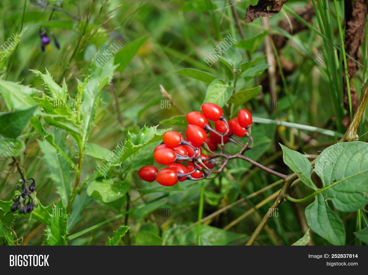 Cluster Poisonous Red Image & Photo (Free Trial) | Bigstock