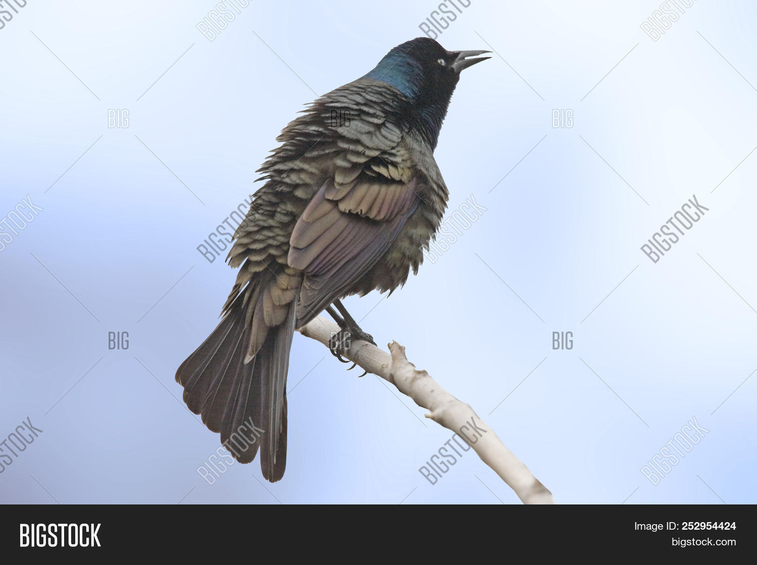 Male Common Grackle, Image & Photo (Free Trial) | Bigstock