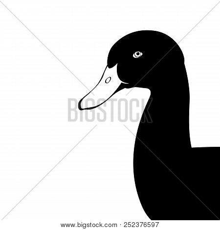 Duck Head 矢量图和照片（免费试用） | Bigstock