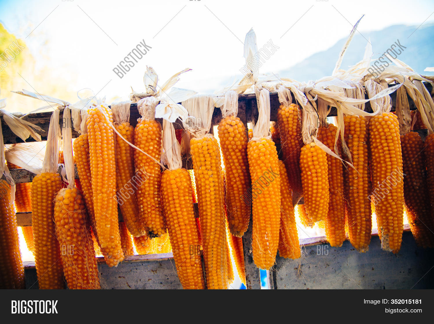 Fruits Corn Dried Sun Image & Photo (Free Trial) | Bigstock