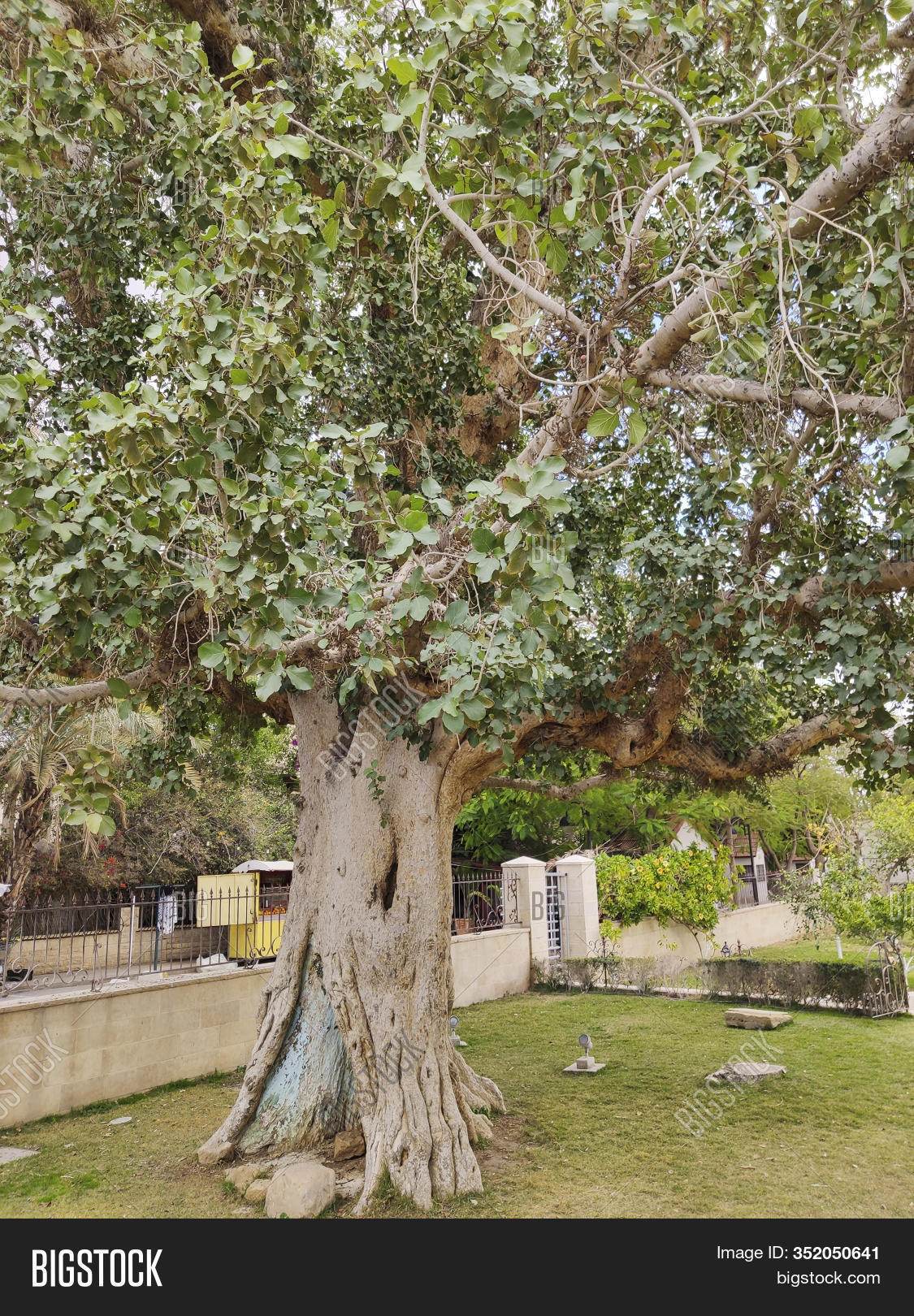 Sykomora Jericho, Image & Photo (Free Trial) | Bigstock