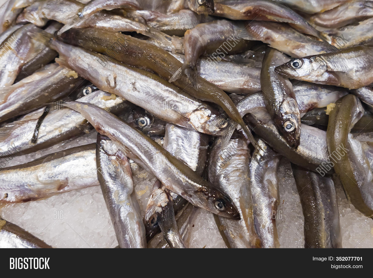 Small Capelin Fish Image & Photo (Free Trial) | Bigstock