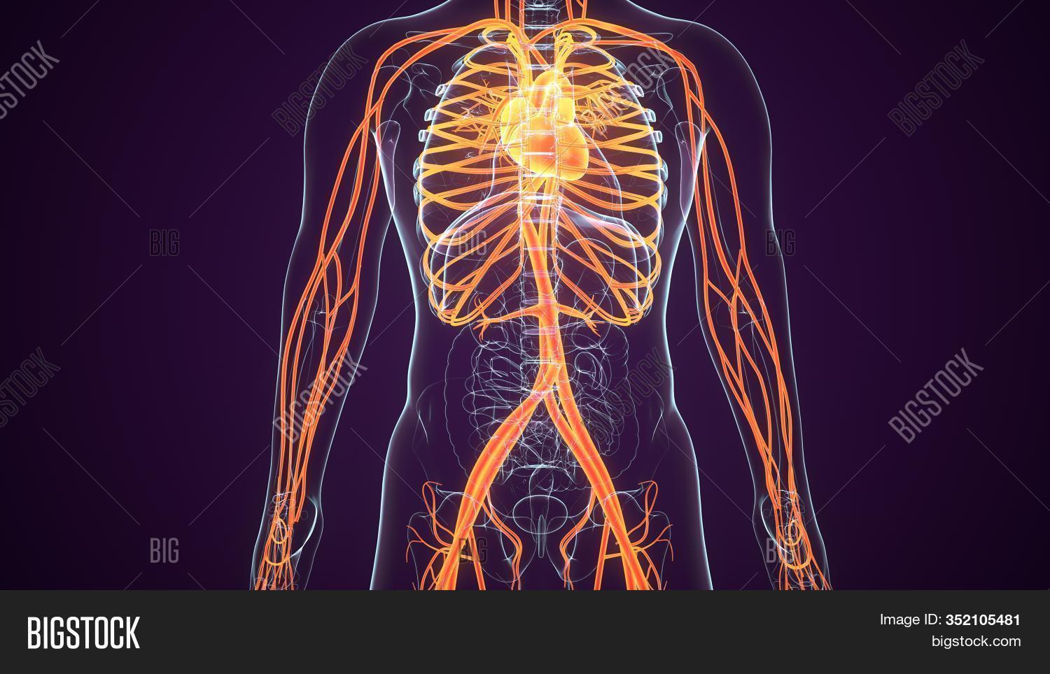 3d Rendered Anatomy Image & Photo (Free Trial) | Bigstock