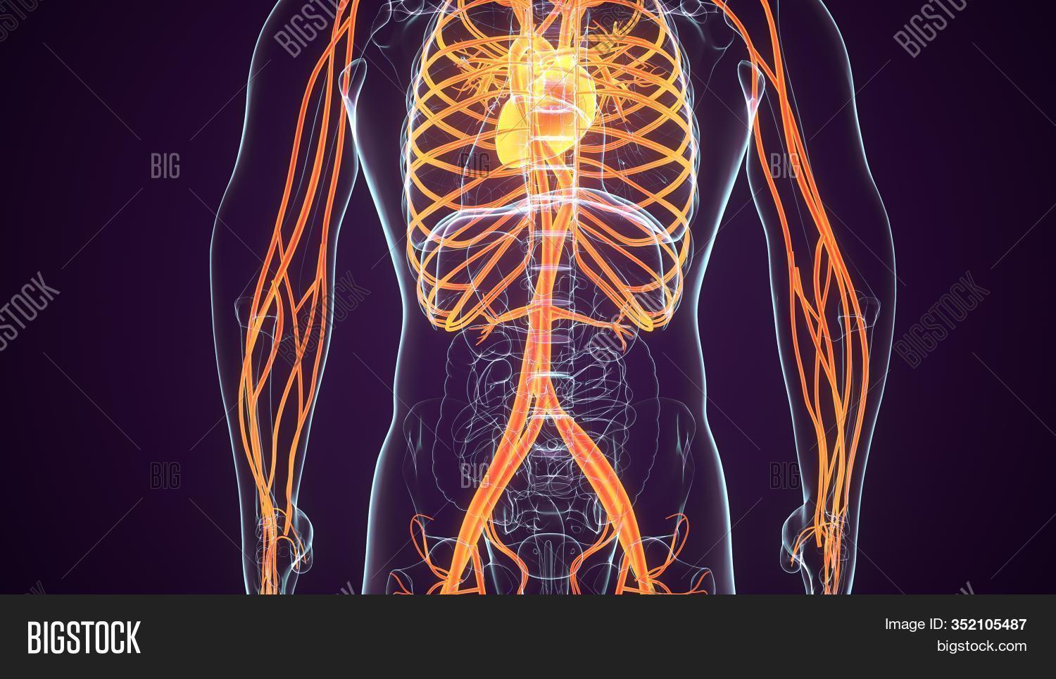 3d Rendered Anatomy Image & Photo (Free Trial) | Bigstock