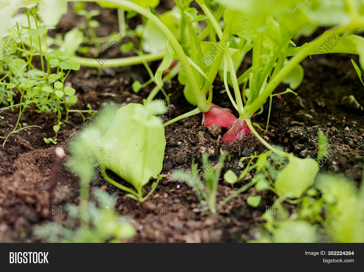 Red Round Radishes Image & Photo (Free Trial) | Bigstock