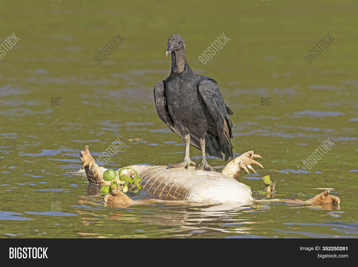 Black Vulture On Dead Image & Photo (Free Trial) | Bigstock