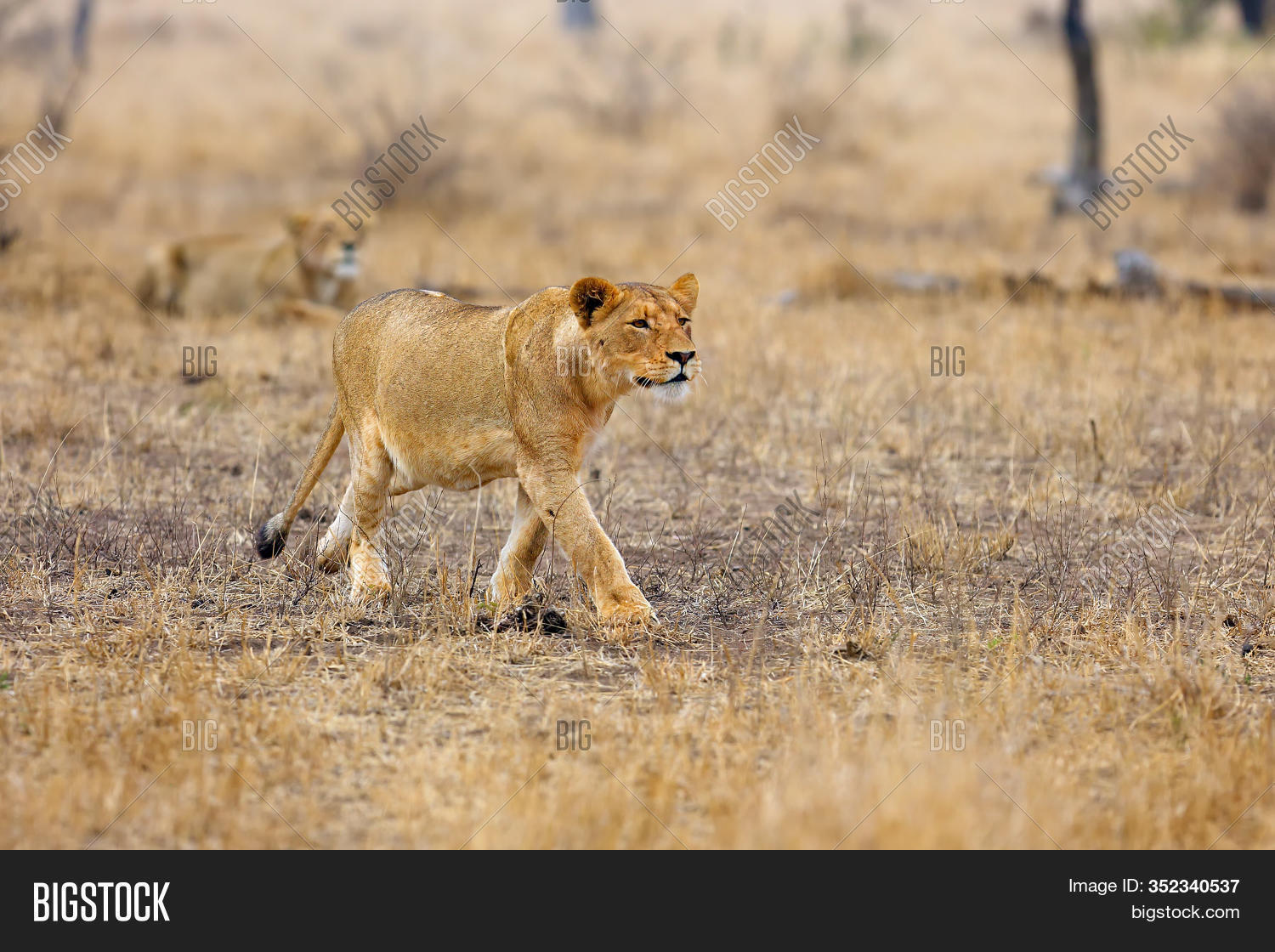 Southern Lion ( Image & Photo (Free Trial) | Bigstock
