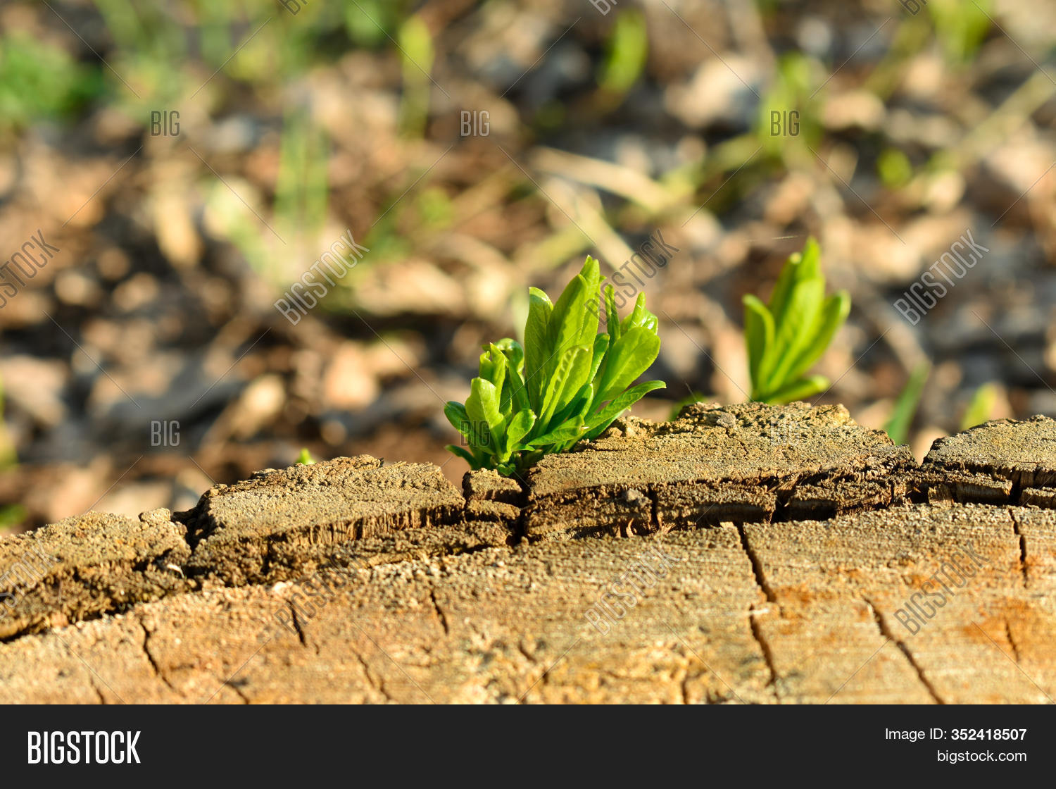 Small Green Sprout Image & Photo (Free Trial) | Bigstock