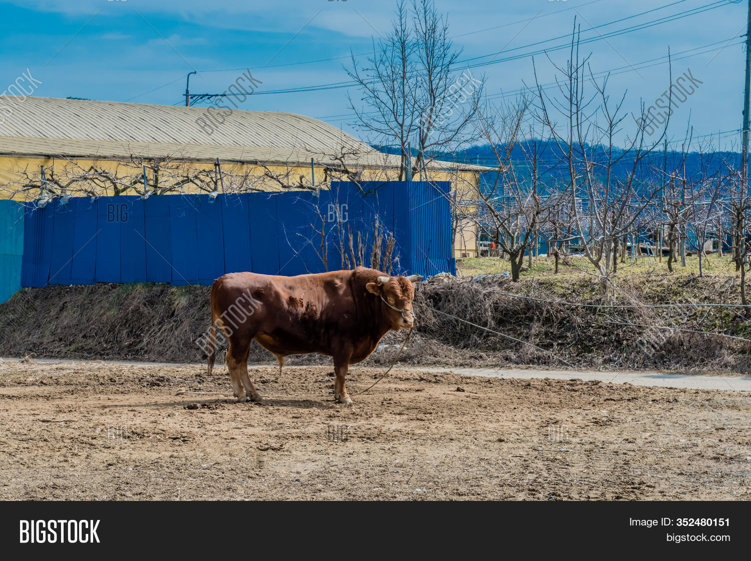 Large Brown Bull Image & Photo (Free Trial) | Bigstock