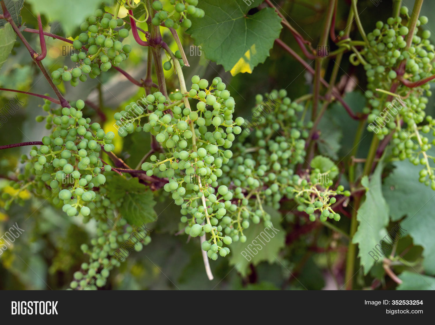 Growing Grapes White Image & Photo (Free Trial) | Bigstock