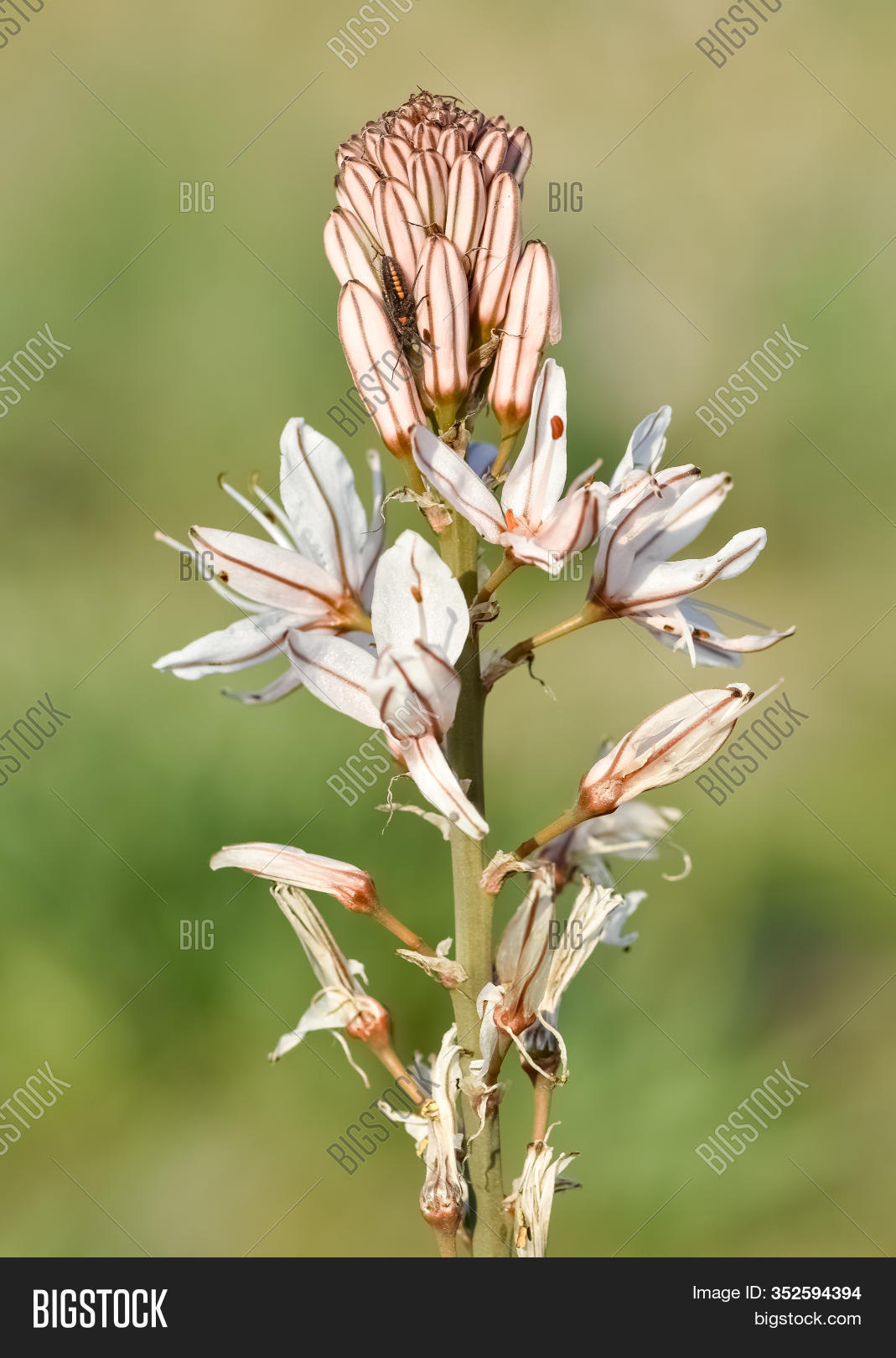 Photos Wild Plants Image & Photo (Free Trial) | Bigstock