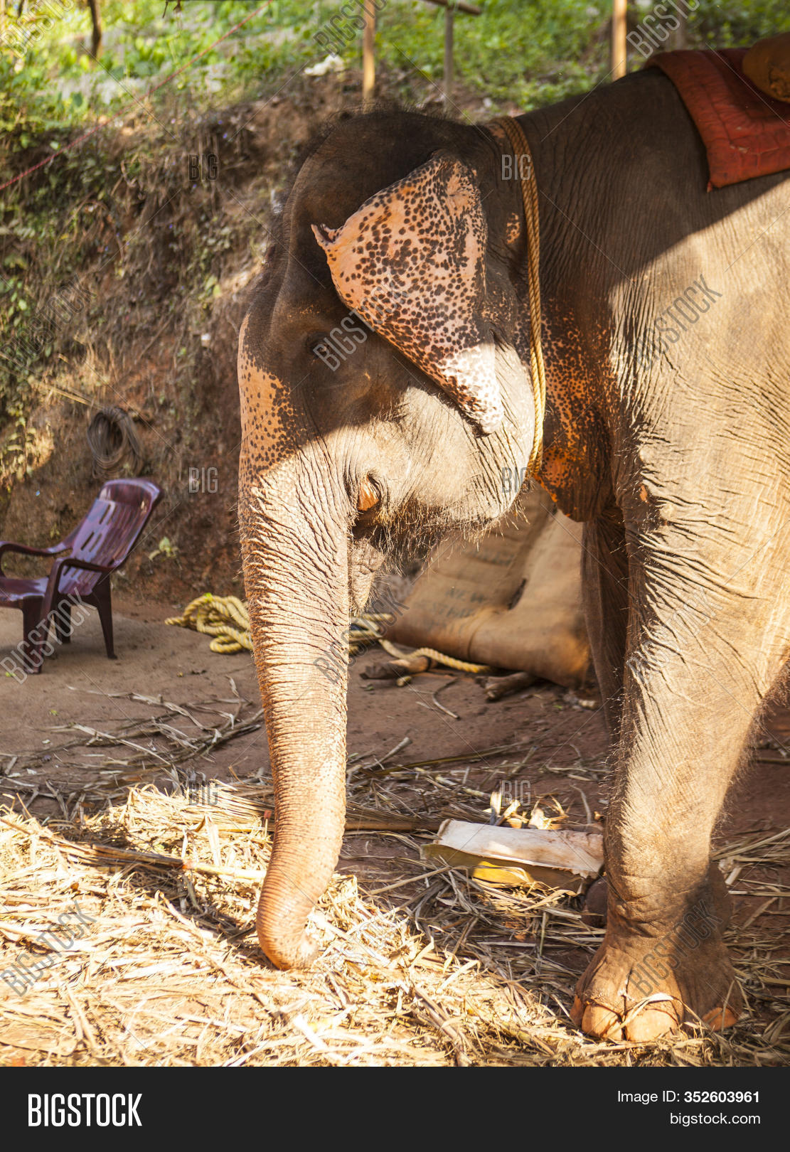 Large Indian Elephant Image & Photo (Free Trial) | Bigstock