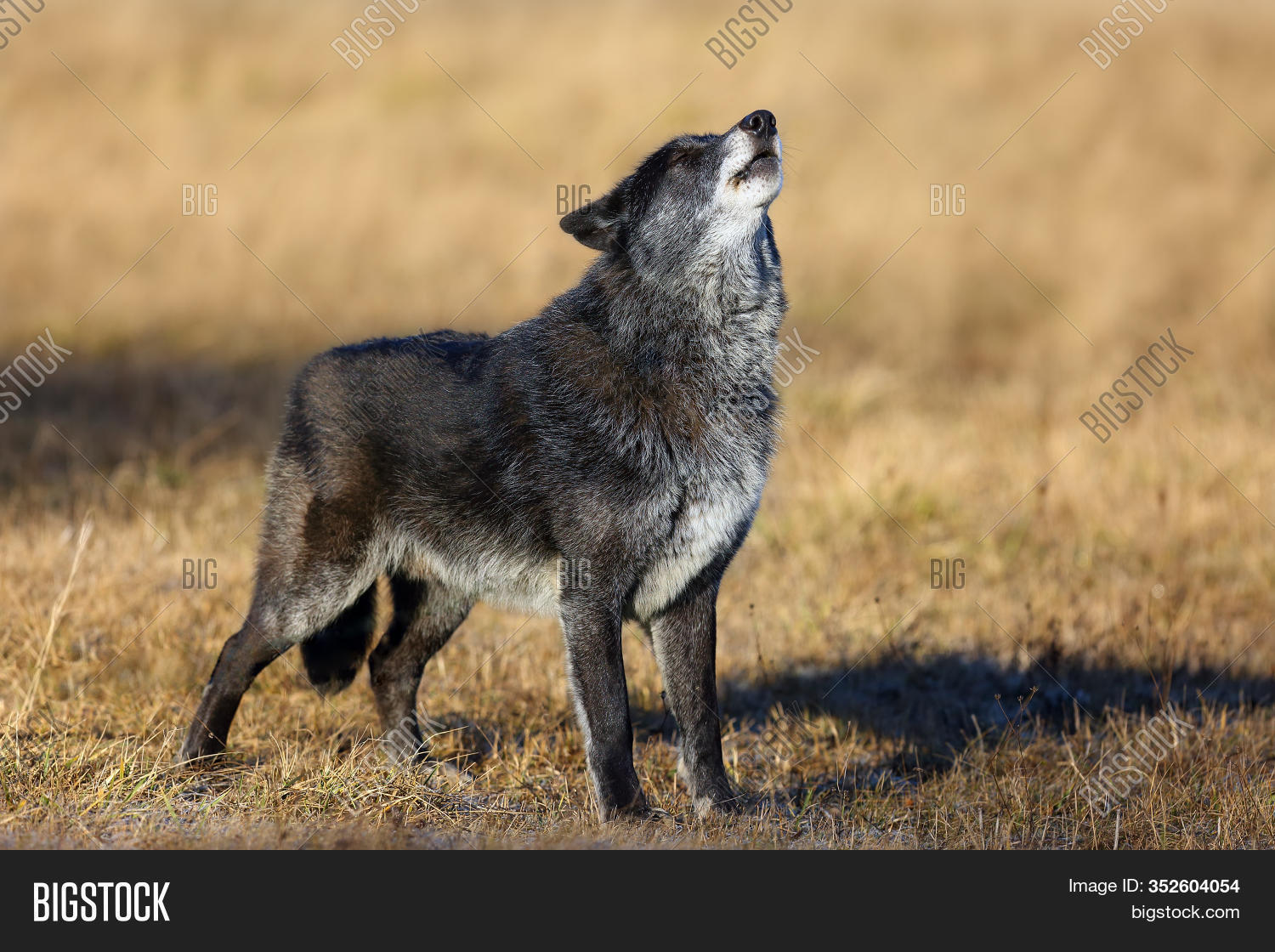Northwestern Wolf ( Image & Photo (Free Trial) | Bigstock
