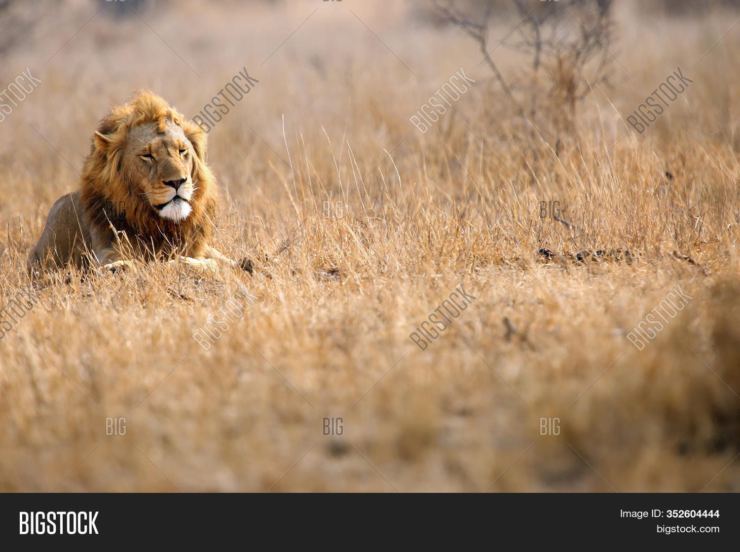 Southern Lion ( Image & Photo (Free Trial) | Bigstock