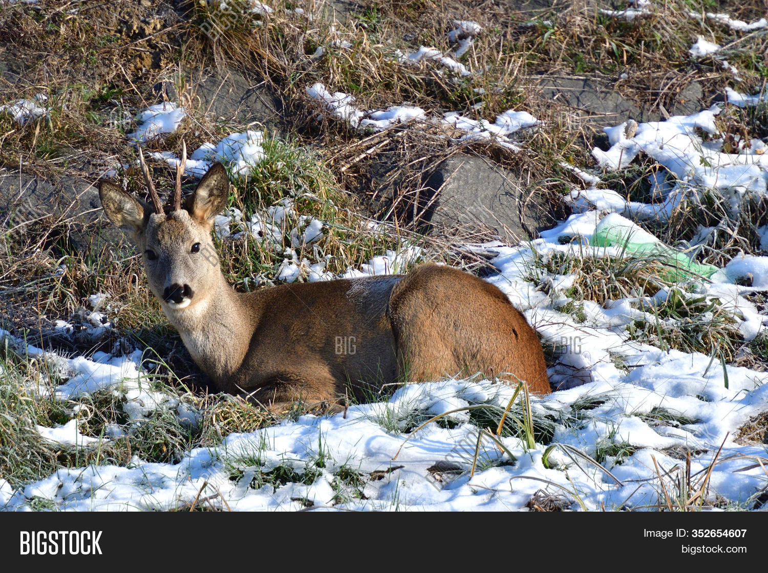 Portrait Roedeer Head Image & Photo (Free Trial) | Bigstock