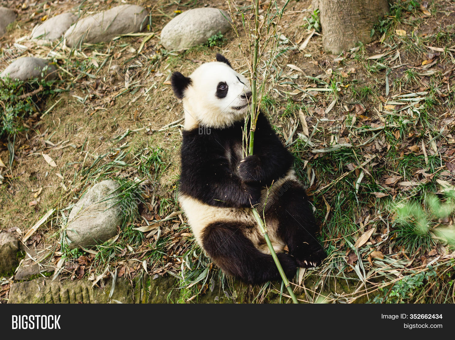 Funny Panda Bear Pictures