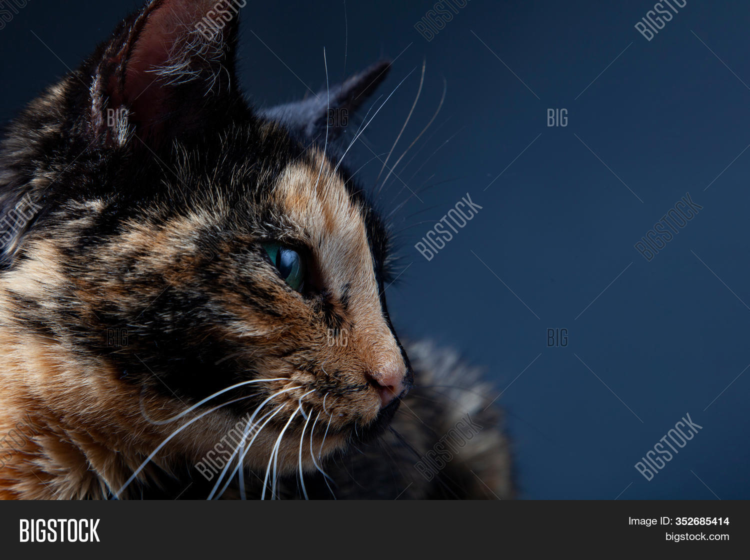 Tortoiseshell Cat On Image & Photo (Free Trial) | Bigstock