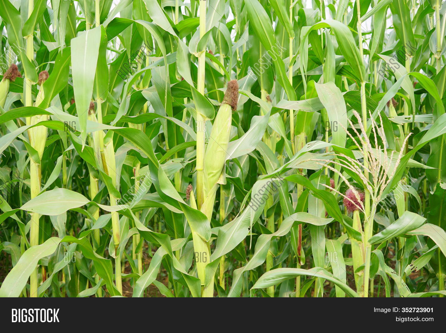Corn Pods On Corn Image & Photo (Free Trial) | Bigstock