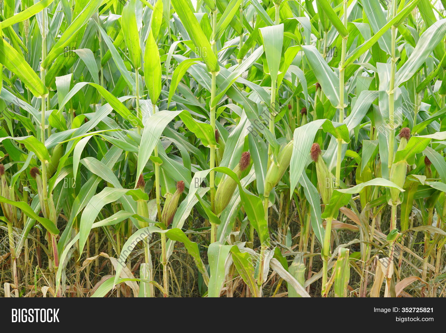 Corn Kernels Still Image & Photo (Free Trial) | Bigstock