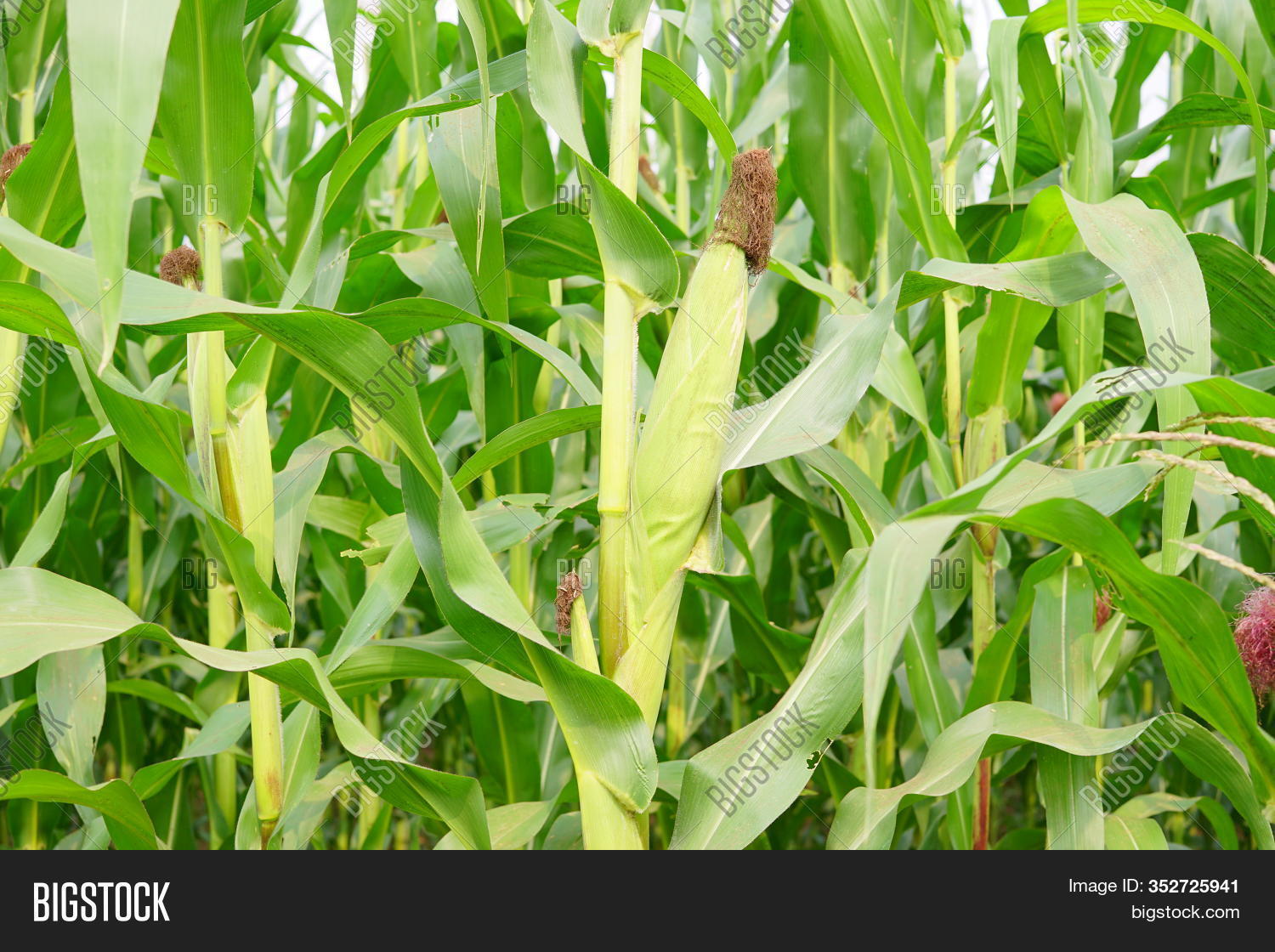Corn Kernels Still Image & Photo (Free Trial) | Bigstock