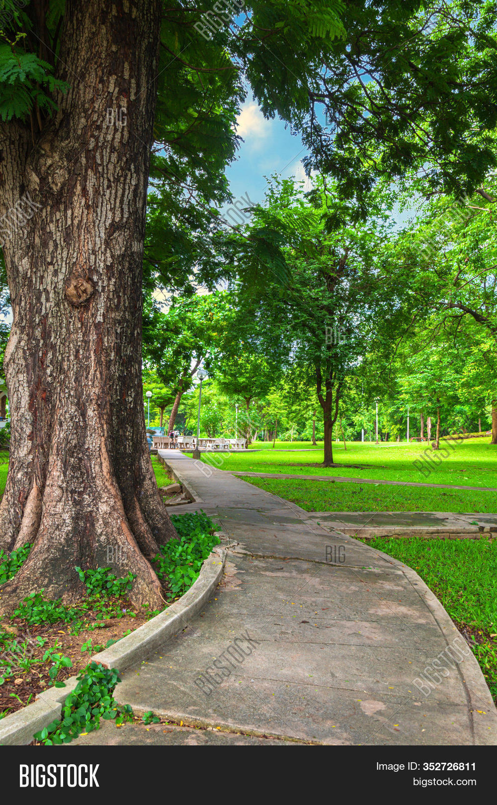 Close Body Rain Tree Image & Photo (Free Trial) | Bigstock