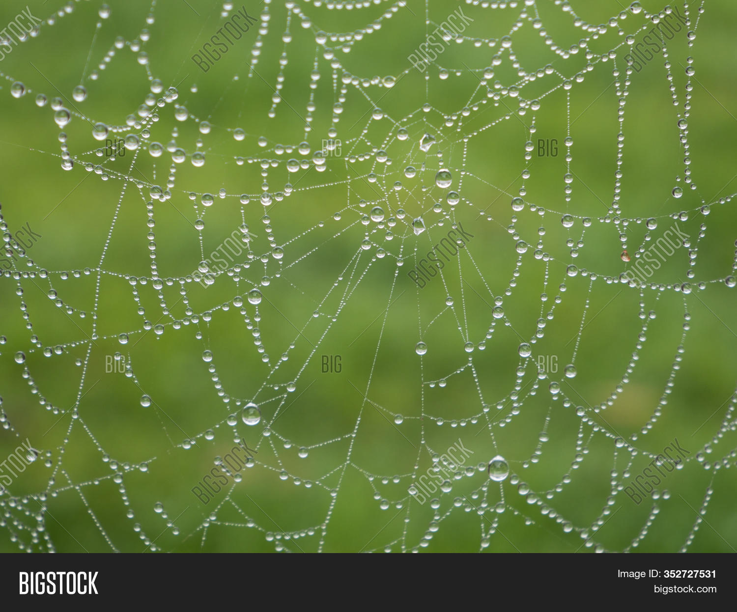 Rain Drops On Spider Image & Photo (Free Trial) | Bigstock