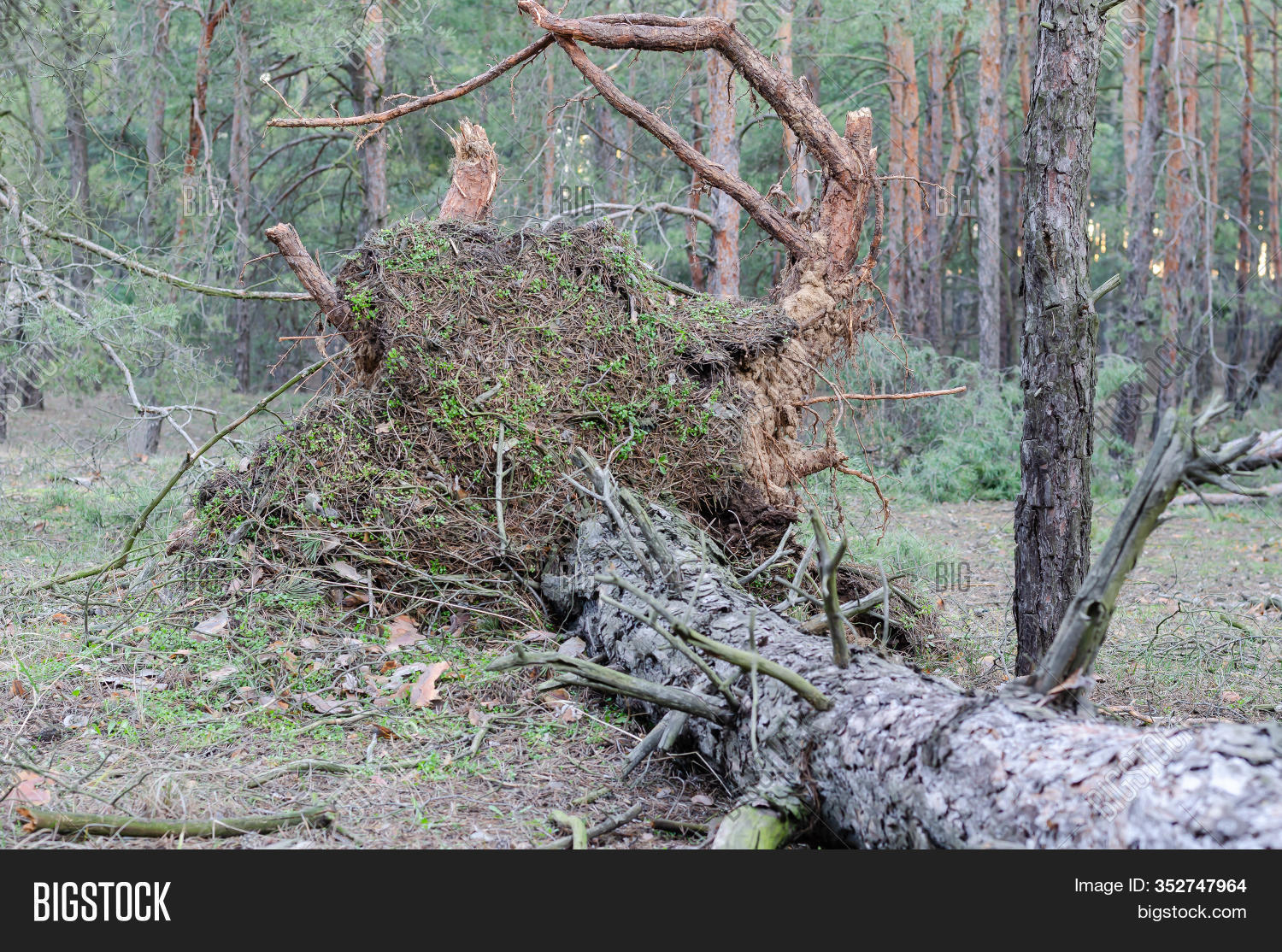 Fallen Tree Roots Image & Photo (Free Trial) | Bigstock